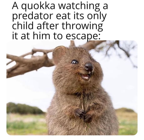 Offensive Quokka Memes 30+ Offensive Memes That Are Amusing & Can