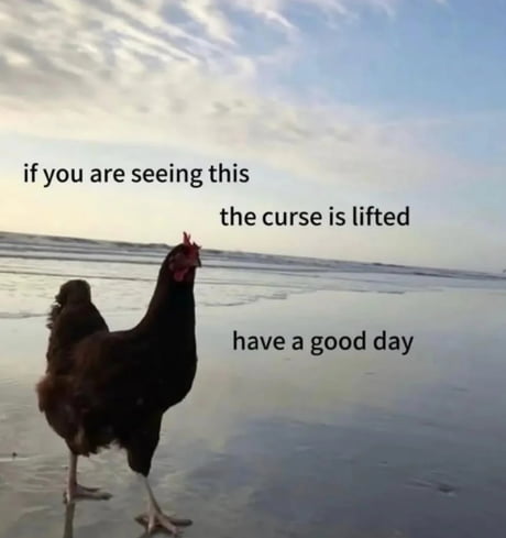 Best Funny chicken Memes - 9GAG