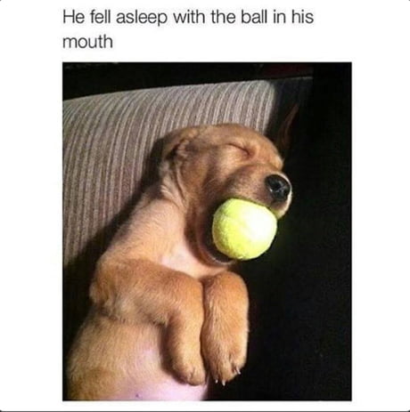 Best Funny puppy Memes - 9GAG