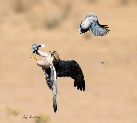 Best Funny falcon Memes - 9GAG