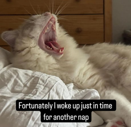 Best Funny ragdoll Memes - 9GAG