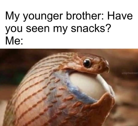 Best Funny snake Memes - 9GAG