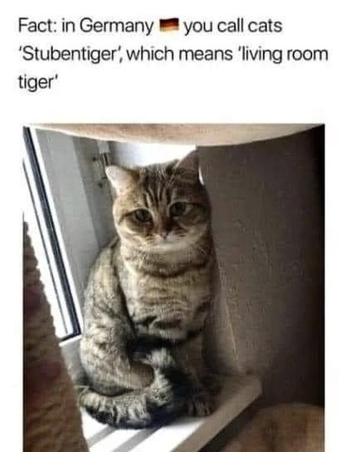 Just call it a cat - 9GAG