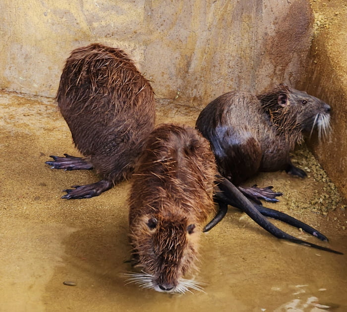 South American Bóbr - 9GAG