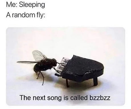 Best Funny fly Memes - 9GAG
