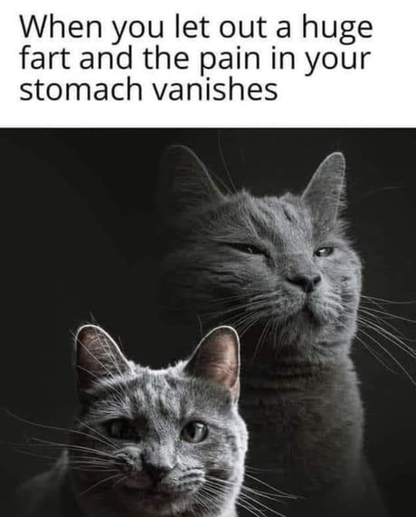 Best Funny dog Memes - 9GAG