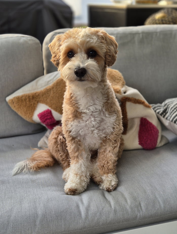 Not a castle. Not propaganda. Not politics. Just how my goodest boi ...