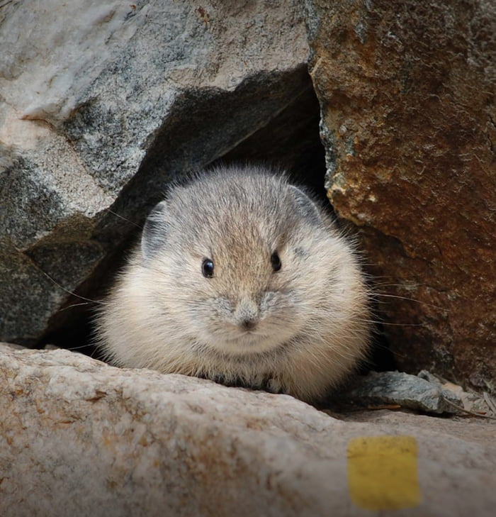 Hello. I am mini bober. - 9GAG