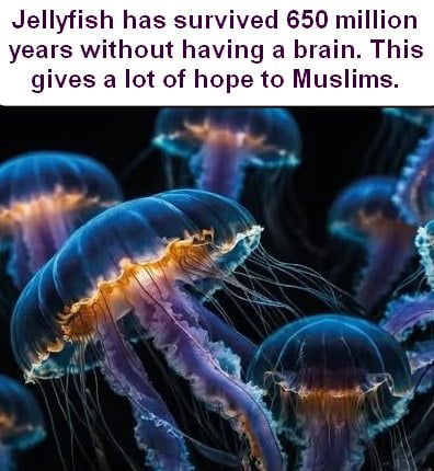 Jellyfish Brain Memes IFLScience 😀😀😀 | Facebook