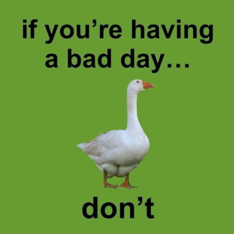 Best Funny quack Memes - 9GAG