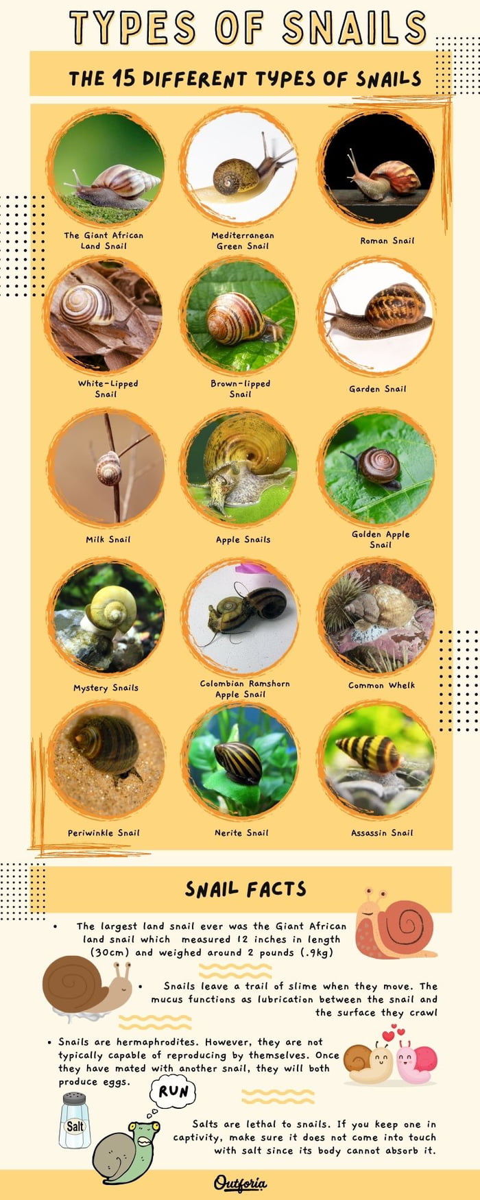 15 Types of Snails - 9GAG