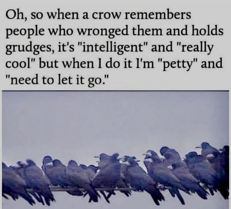 Best Funny crows Memes - 9GAG