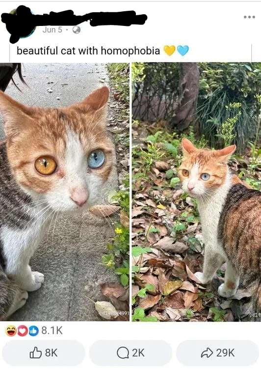 Pspspspsps hey kitty! - 9GAG