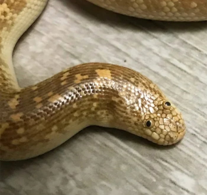 Arabian sand boa is a derp just by existing - 9GAG