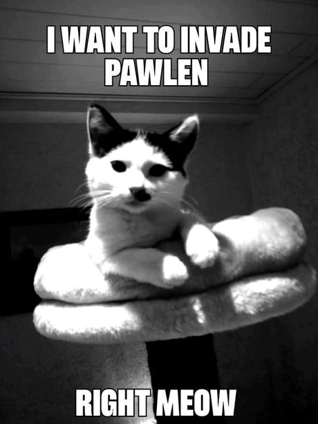 Mein Fuhrer Cat