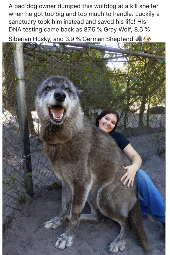 Rare wolf pupper - 9GAG