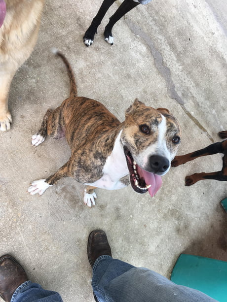 Whippet Boxer Pitbull Mix