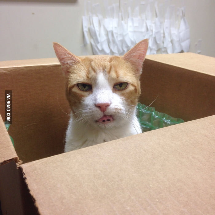This cat is fed up with your sh*t. - 9GAG