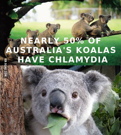 Koala Chlamydia Memes