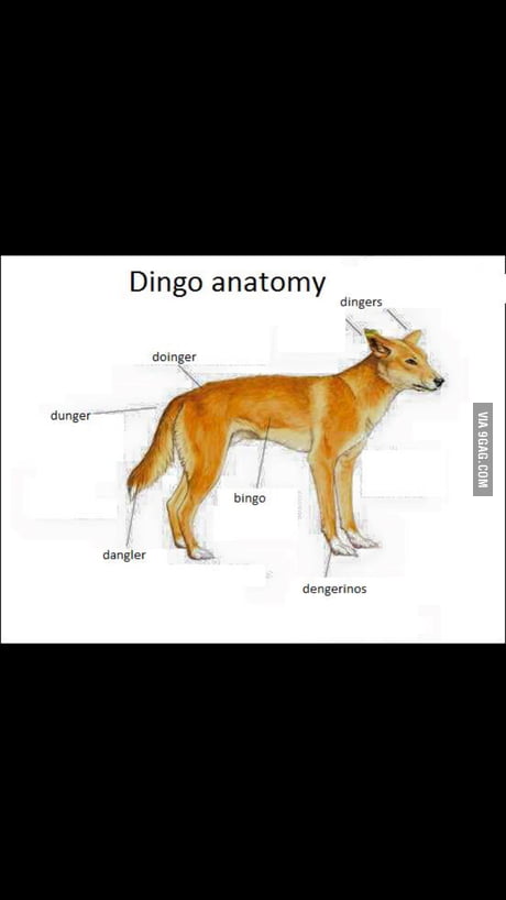 Dingo Anatomy Memes Buy Printed B Is For Bilby Tee Online | Shop At
