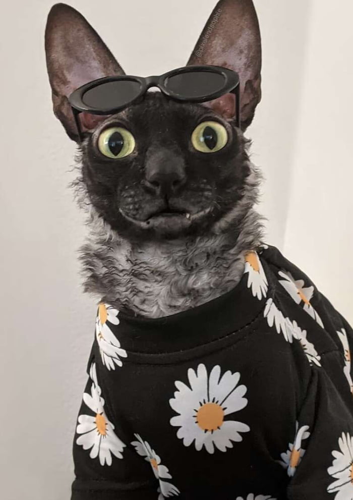 Meet Pixel, A Cornish Rex That Has A Goofy Smile - 9GAG