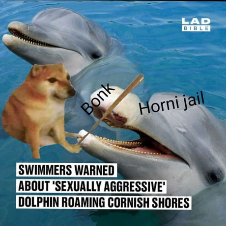 Evil Dolphin Memes