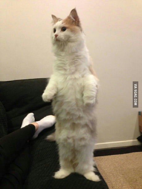 Standing Cat Meme