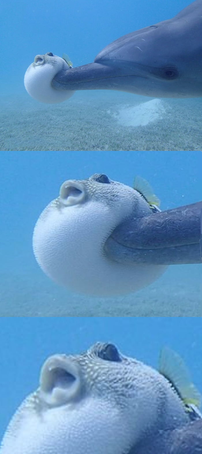 Baloon fish gets booped - 9GAG