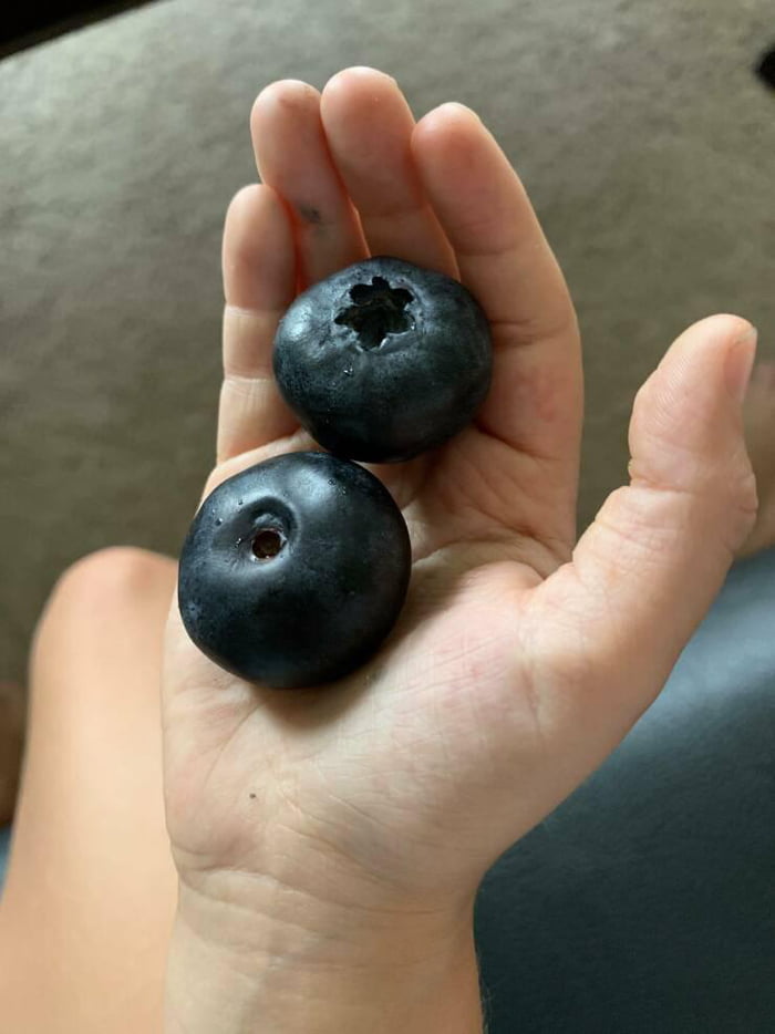 Biggest blueberries I’ve ever seen. - 9GAG