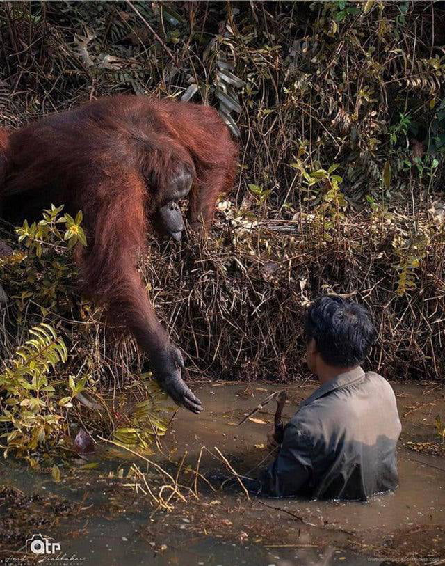 In Indonesia, an orangutan reaching out to a man who appeared to be ...
