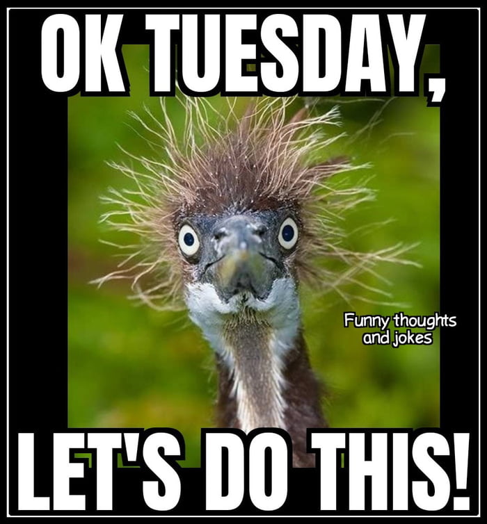 Tuesday humor - 9GAG
