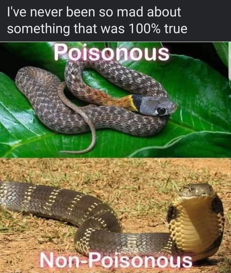 Poisonous Snake Memes