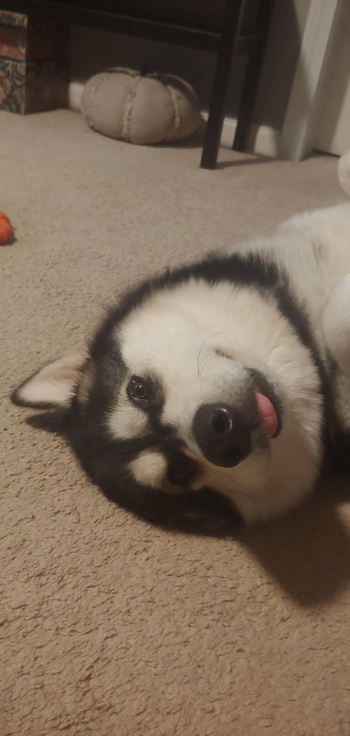Puppy Blep - 9GAG