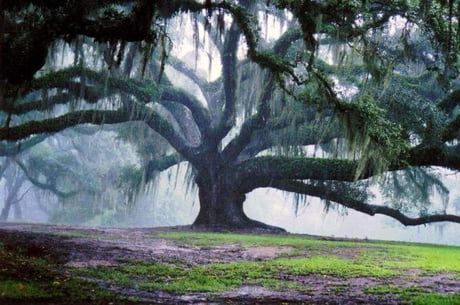 A 500 Year old Angel Oak Tree. | Worth to watch