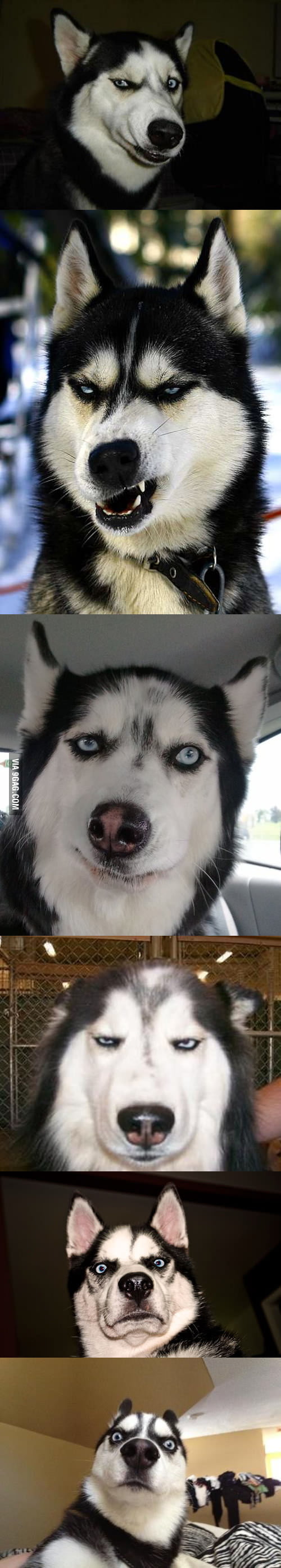 Huskies make the best faces - 9GAG