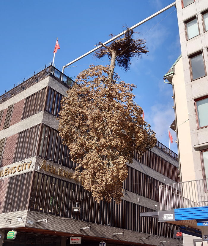 Sweden has put up a warning to other trees, to stay away - 9GAG