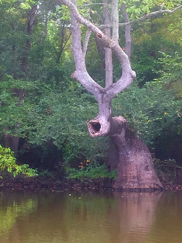 This tree looks like something from a horror movie! - 9GAG