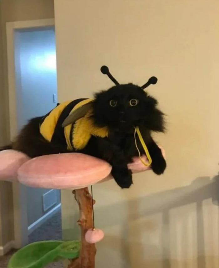 The cat-bee, queen of honey and furr, powers: night vision, flying, its ...