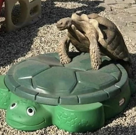 Best Funny turtle Memes - 9GAG