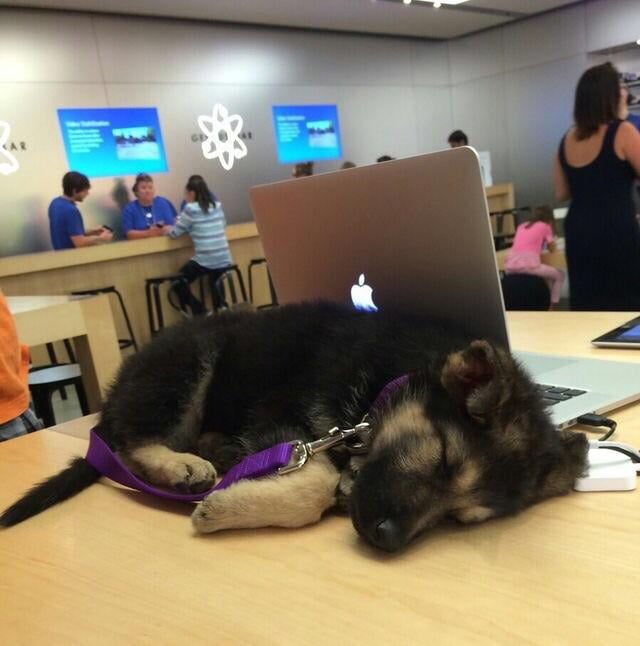 Ruff day at the apple store - 9GAG
