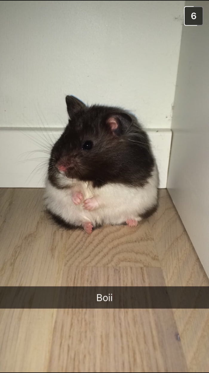 A fat hamster to make you happy :) - 9GAG