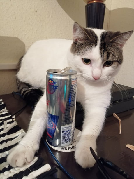 Red Bull Cat Memes