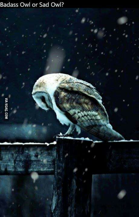 Sad White Owl Memes Instagram Photo By Crips Jalisquillos • Oct 30,