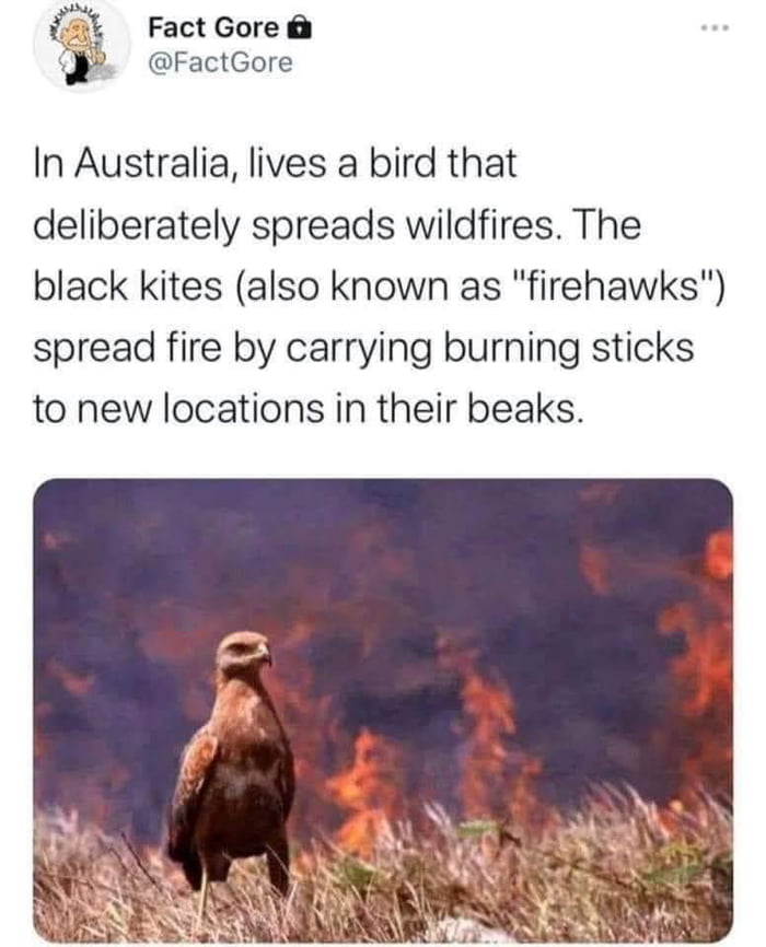 Fire birb 🔥 - 9GAG