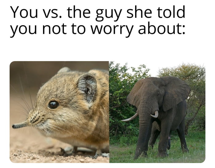The guy on the left is a round-eared elephant shrew - 9GAG