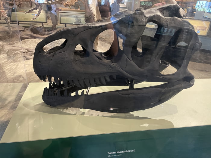 A close up of a caste of an Allosaurus’s skull! They were somewhat ...