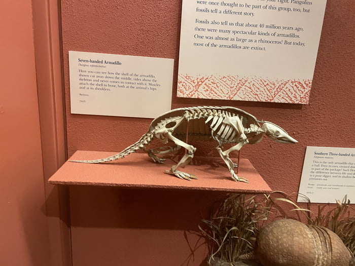 The Skeleton of the Armadillo! I never realized the armor was not ...