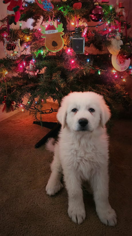 Best Funny great pyrenees Memes - 9GAG