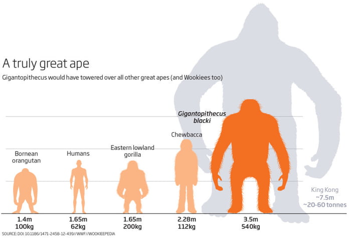 Gigantopithecus blacki - Largest ape to have roamed the earth (so far ...