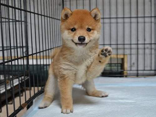 Get Your Passport Ready Because The First Mini-Shiba Cafe Just Opened ...